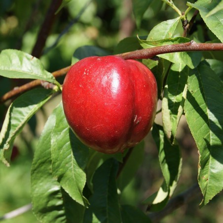 Lord Napier nectarineboom - Prunus Persica Nucipersica Lord Napier
