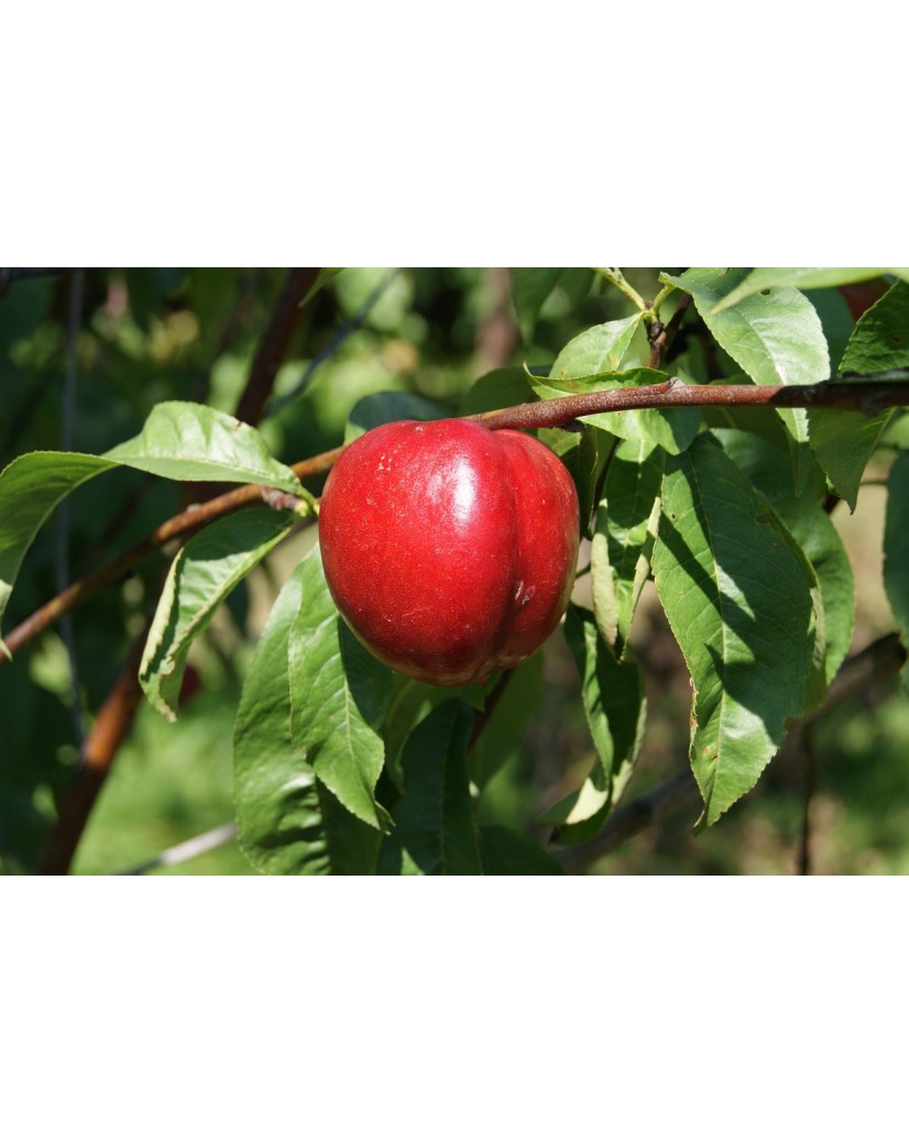 Plum tree Opal - Prunus Domestica Opal
