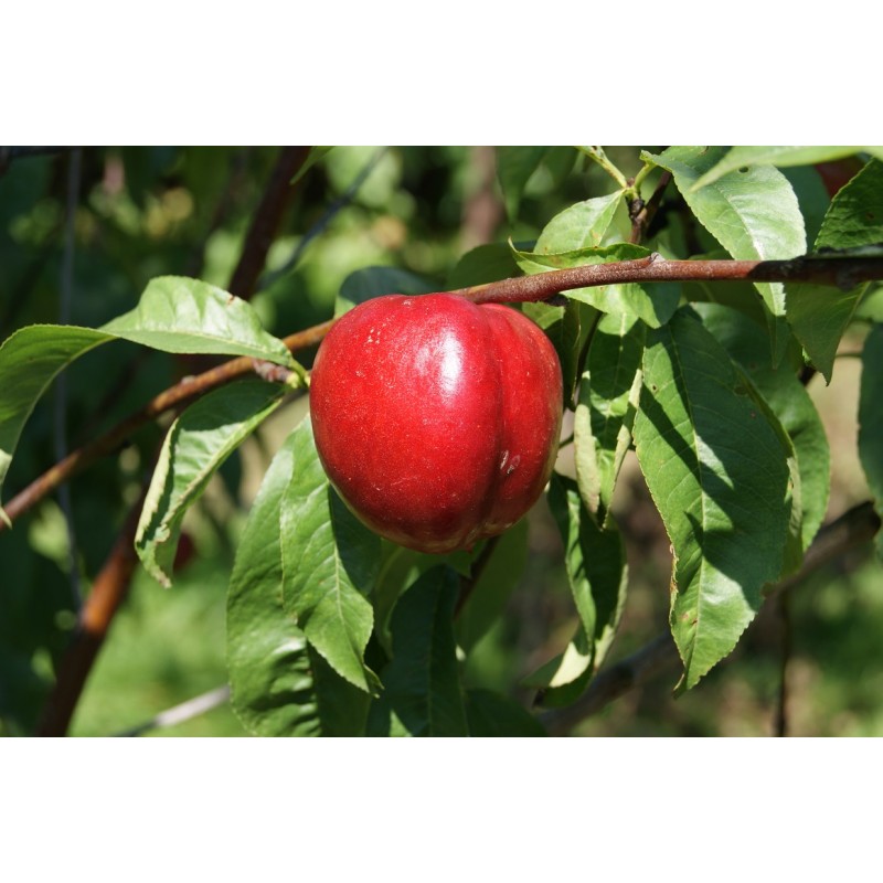 Lord Napier nectarineboom - Prunus Persica Nucipersica Lord Napier