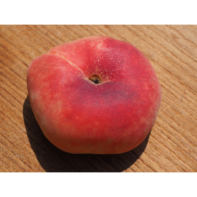 Saturn peach - Prunus Persica Platycarpa Saturn