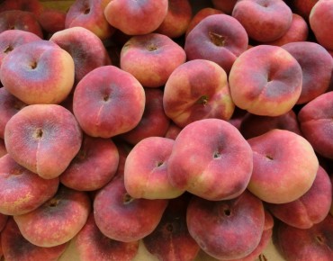 Red Leaf Peach Rubira - Prunus Persica Rubira