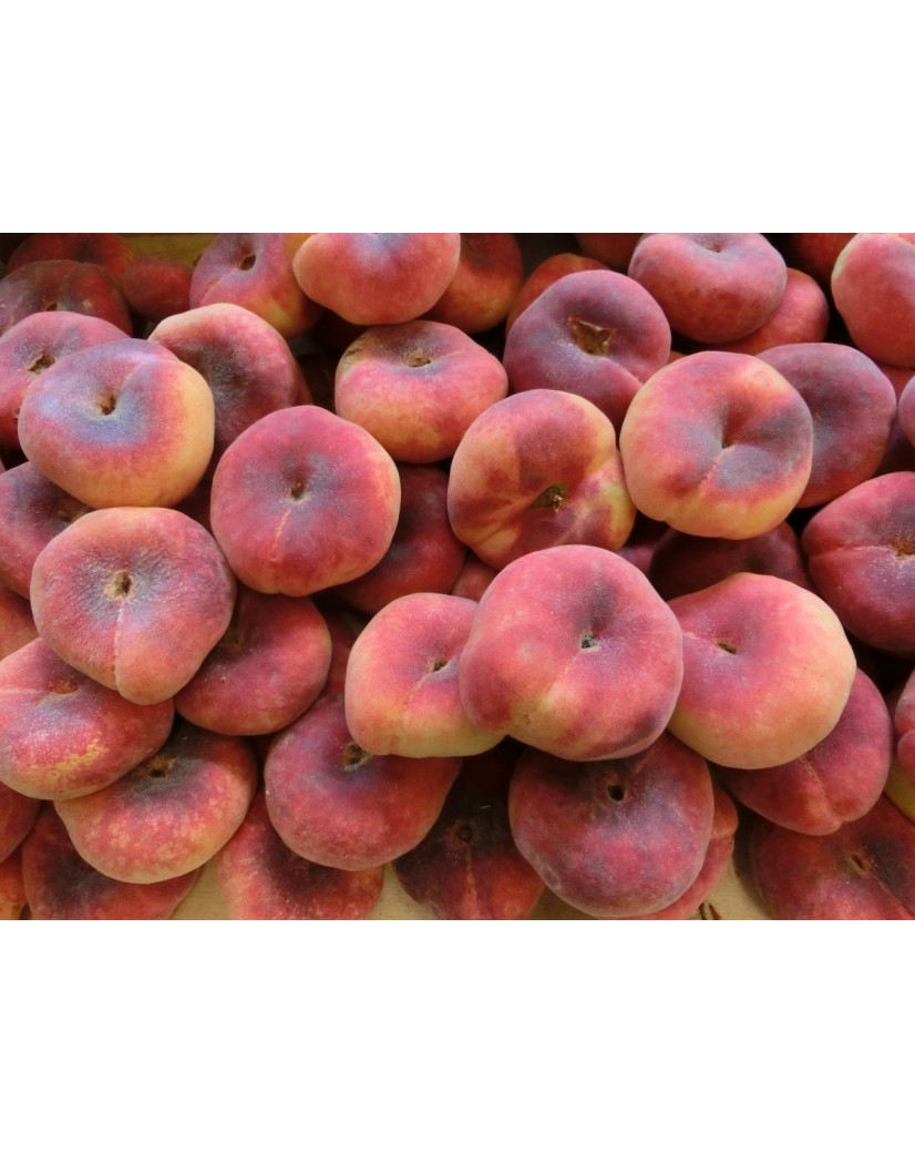 Braeburn apple tree - Malus Domestica Braeburn