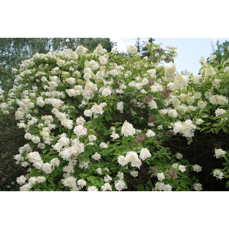 Peegee Hydrangea - Hydrangea paniculata Grandiflora
