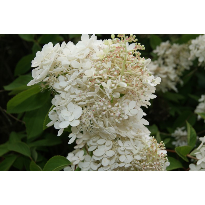 Peegee Hydrangea - Hydrangea paniculata Grandiflora