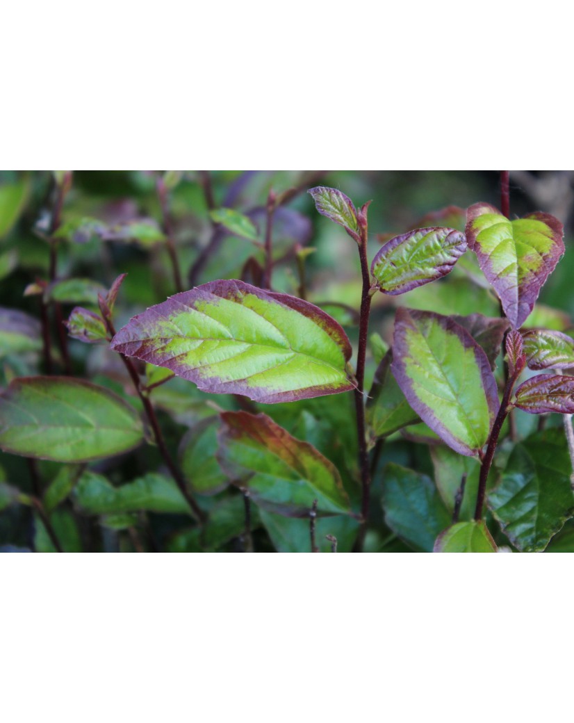 Chinese pepper tree - Zanthoxylum simulans