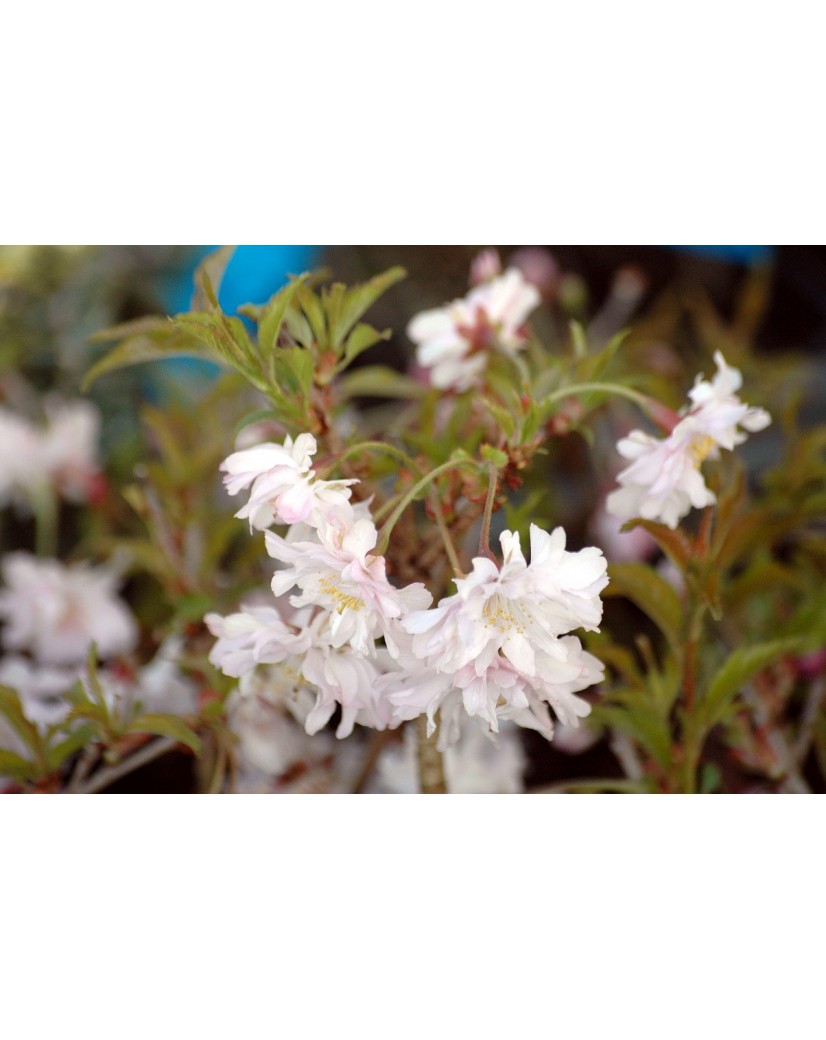 Fuji Cherry Tree Oshidori - Prunus incisa Oshidori