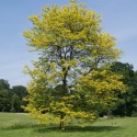 Févier d'Amérique doré - Gleditsia triacanthos inermis Sunburst