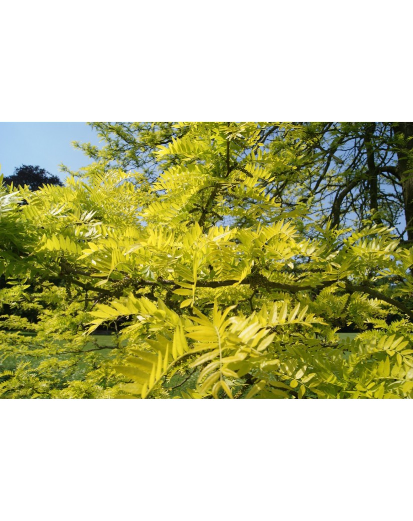 Gold-Gleditschie Sunburst - Gleditsia triacanthos inermis Sunburst