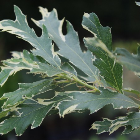 Chêne chevelu panaché - Quercus cerris Argenteovariegata