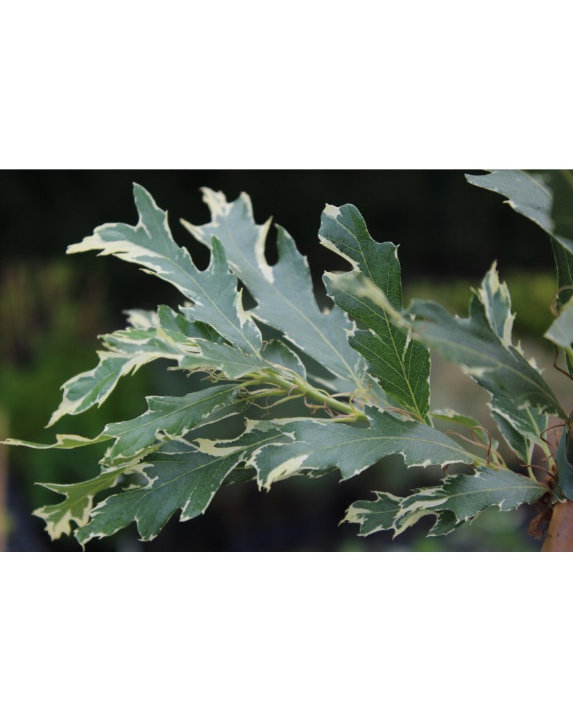 Variegated Turkey Oak - Quercus cerris Argenteovariegata