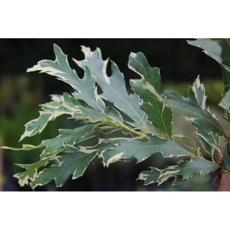 Chêne chevelu panaché - Quercus cerris Argenteovariegata