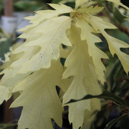 Variegated Turkey Oak - Quercus cerris Argenteovariegata