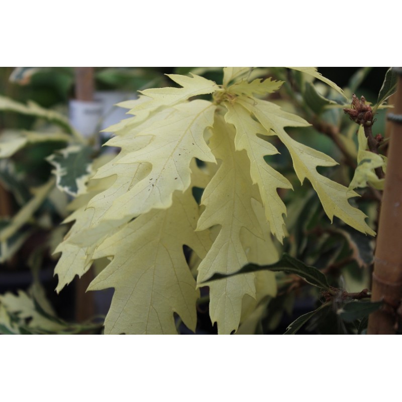 Chêne chevelu panaché - Quercus cerris Argenteovariegata