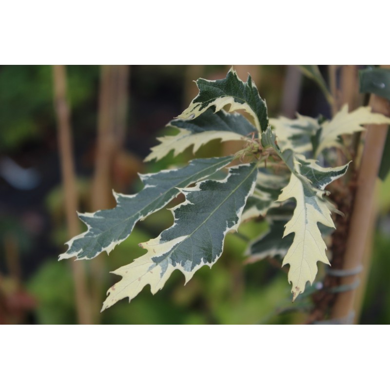 Gepanacheerde Turkse eik - Quercus cerris Argenteovariegata