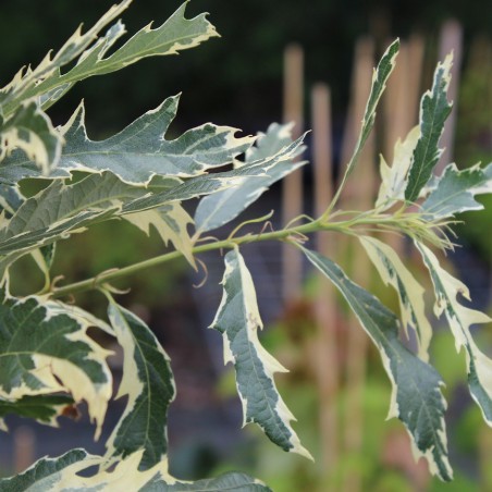 Chêne chevelu panaché - Quercus cerris Argenteovariegata