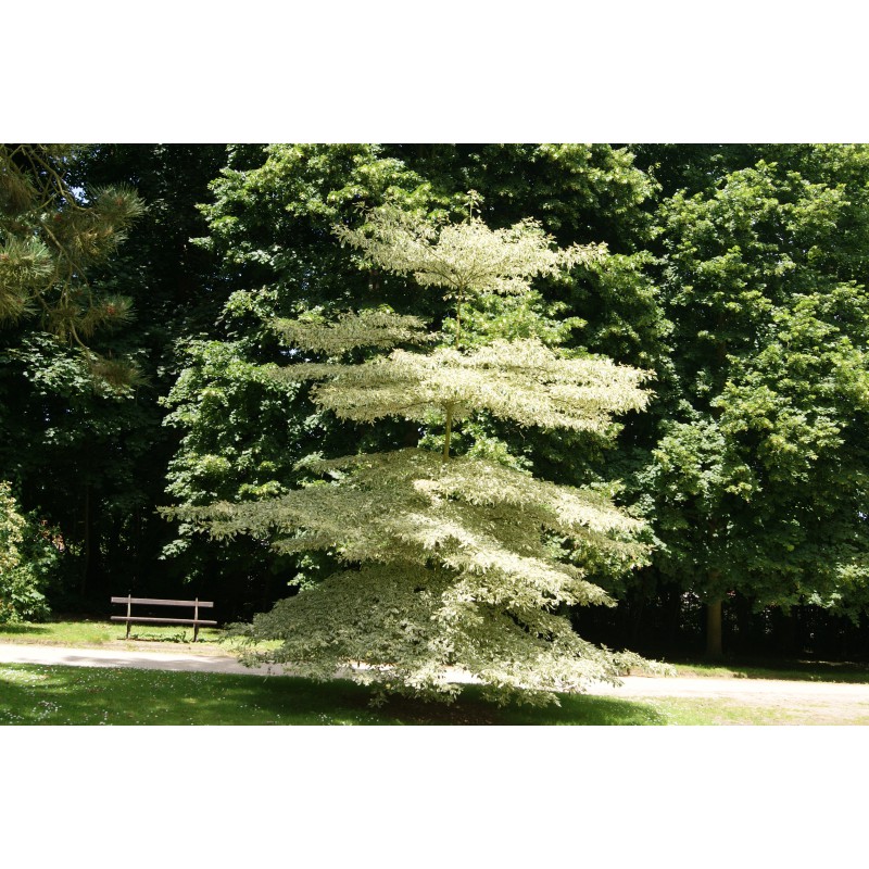 Wedding Cake Tree - Cornus controversa variégata