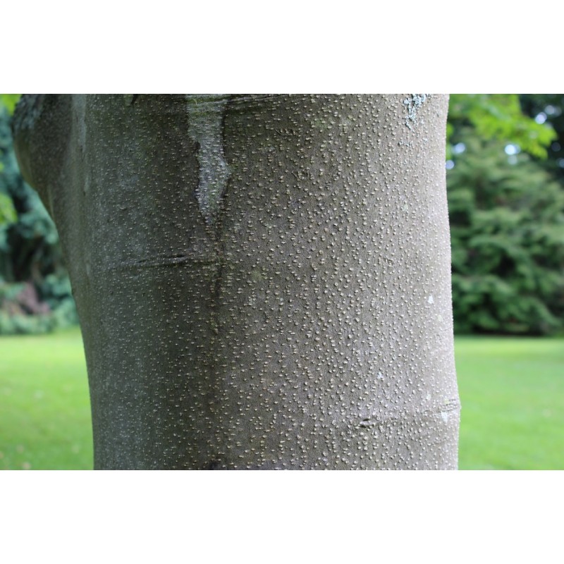 Honey Tree - Tetradium Daniellii