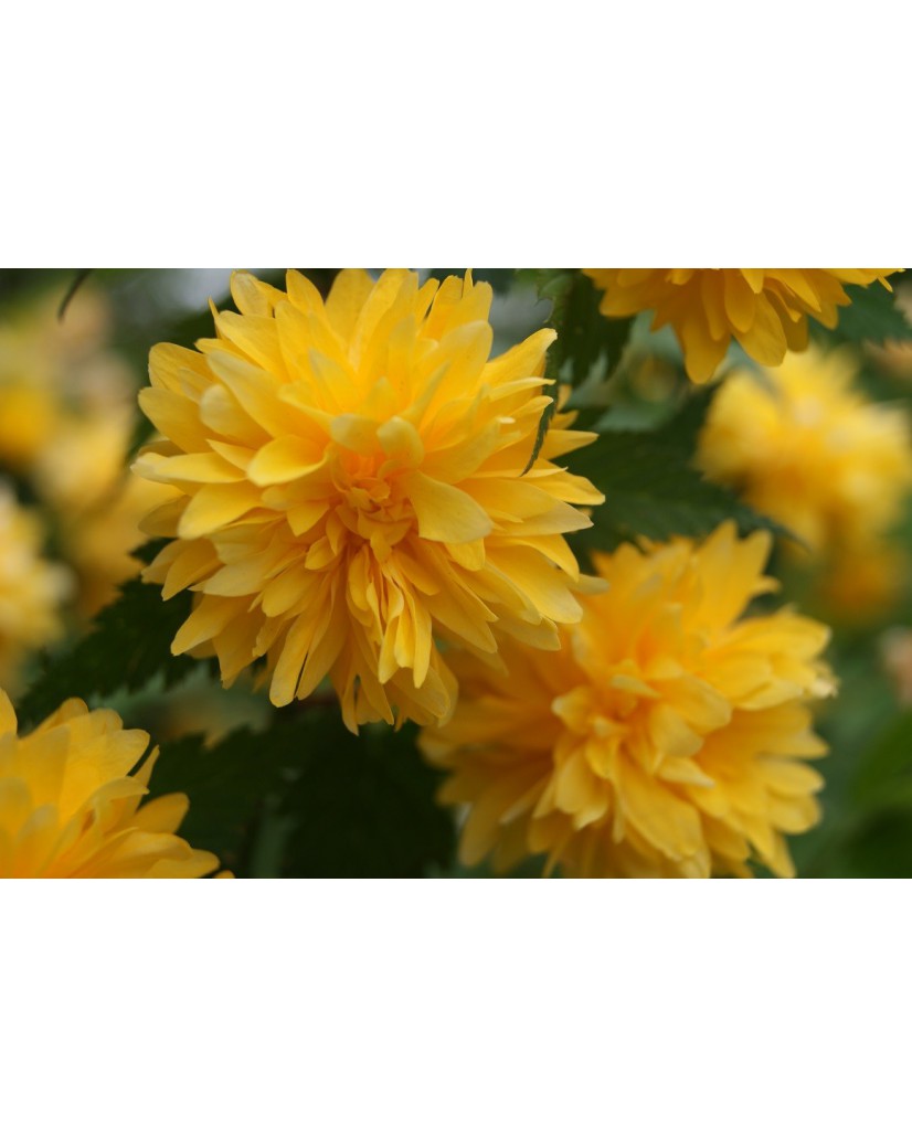 Ranonkelstruik Pleniflora - Kerria Japonica Pleniflora
