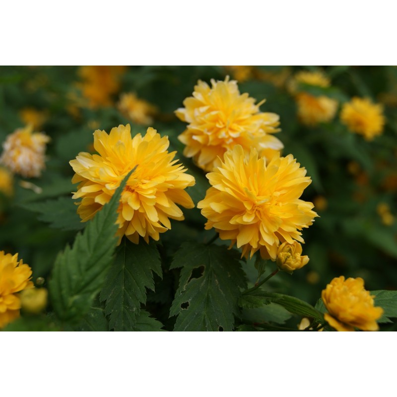 Double Japanese Rose - Kerria Japonica Pleniflora