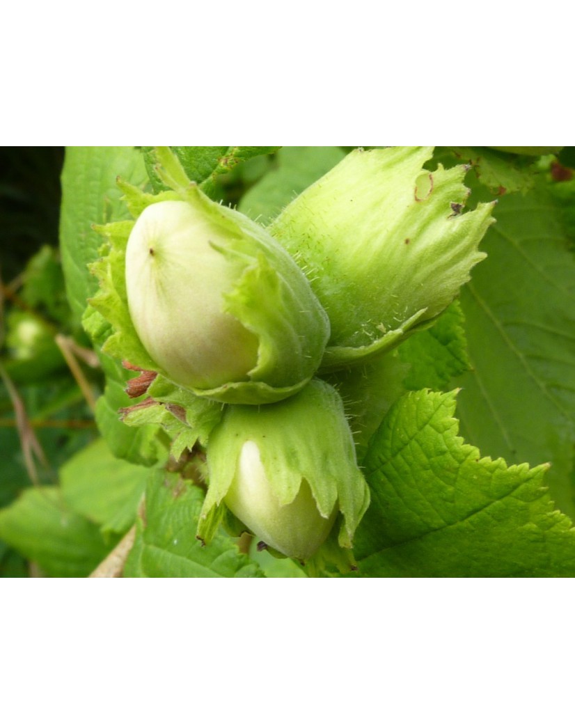 Haselstrauch - Waldhasel - Corylus Avellana