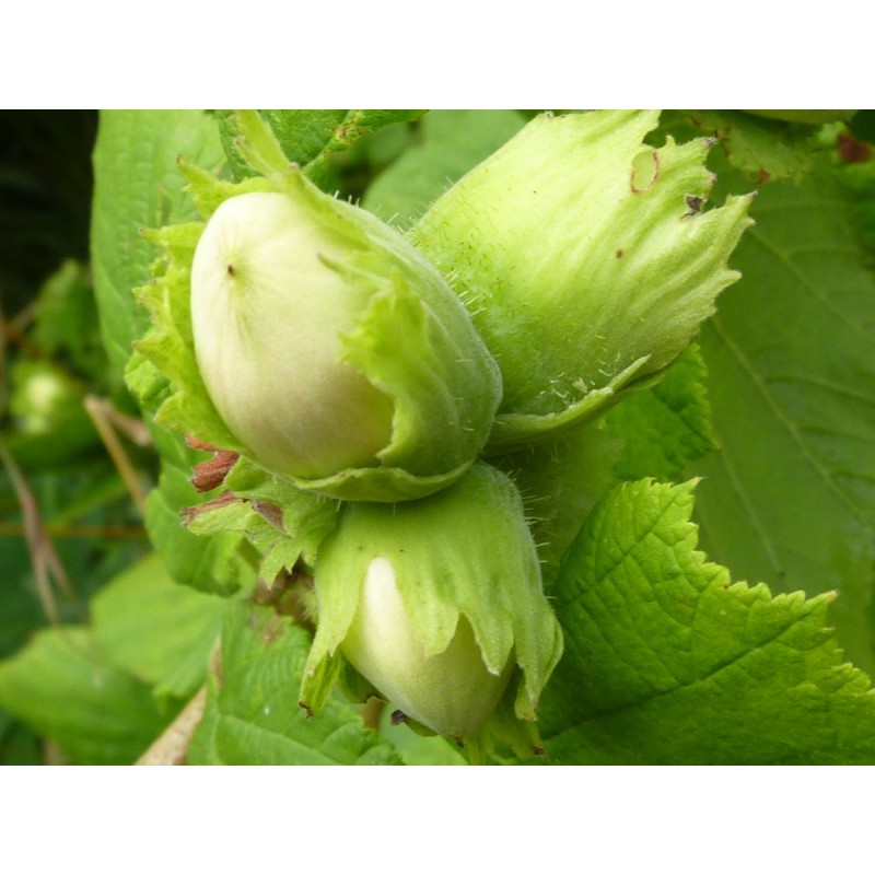 Noisetier - Corylus Avellana