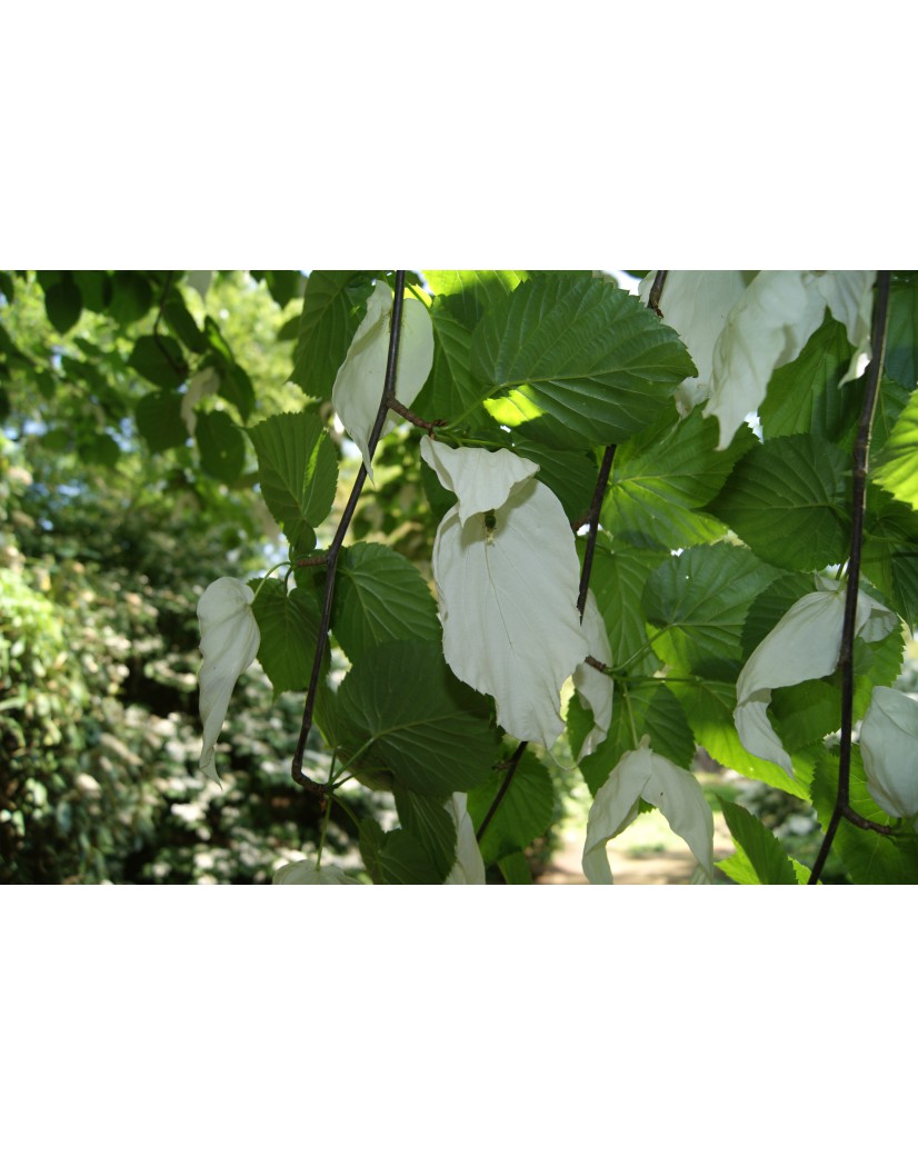 Dove-tree - Davidia Involucrata