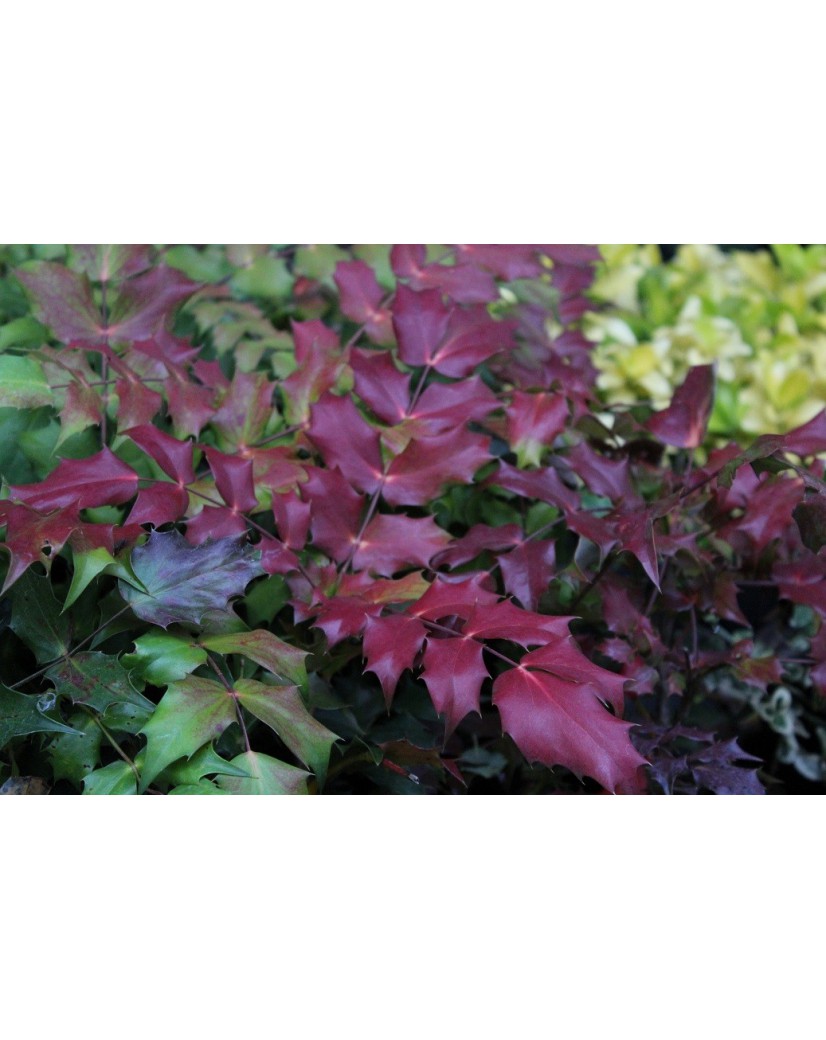 Apollo Oregon grape - Mahonia aquifolium Apollo