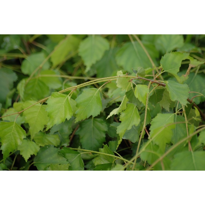 Young’s Weeping Birch - Betula Pendula Youngii