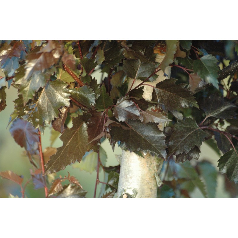 Royal Frost purple birch - Betula Pendula Royal Frost