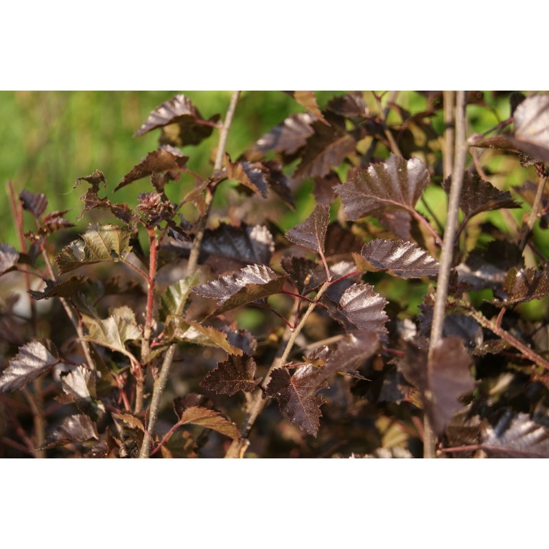 Royal Frost purple birch - Betula Pendula Royal Frost