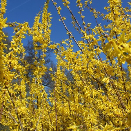 Forsythia Spectabilis - Forsythia intermedia Spectabilis