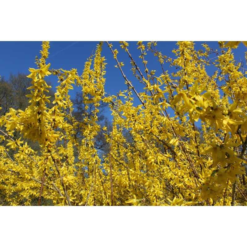 Forsythia Spectabilis - Forsythia intermedia Spectabilis