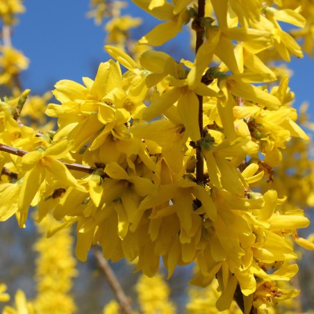 Forsythia Spectabilis - Forsythia intermedia Spectabilis