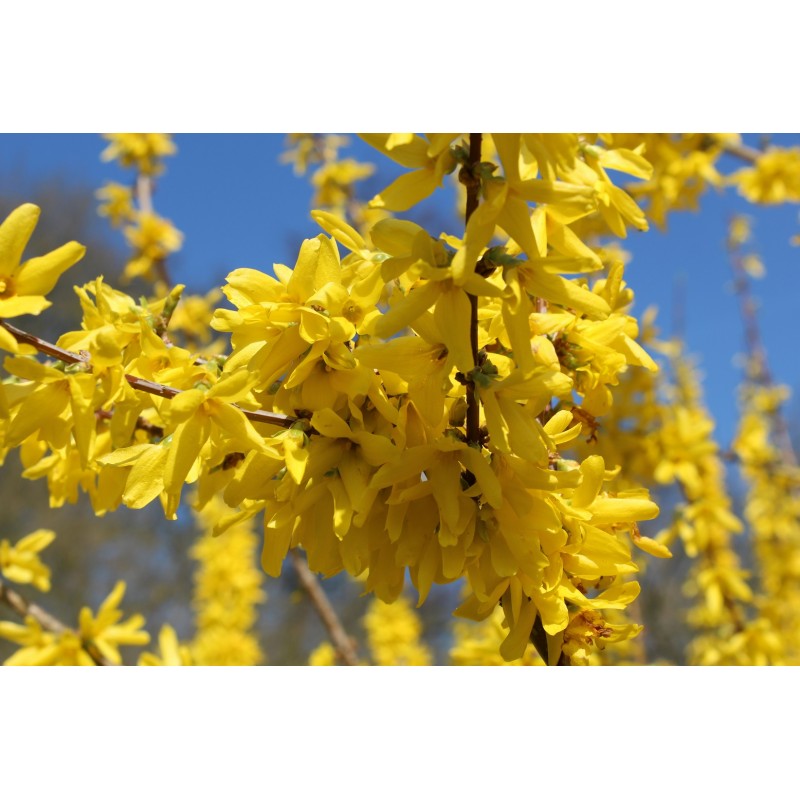 Forsythia Spectabilis - Forsythia intermedia Spectabilis