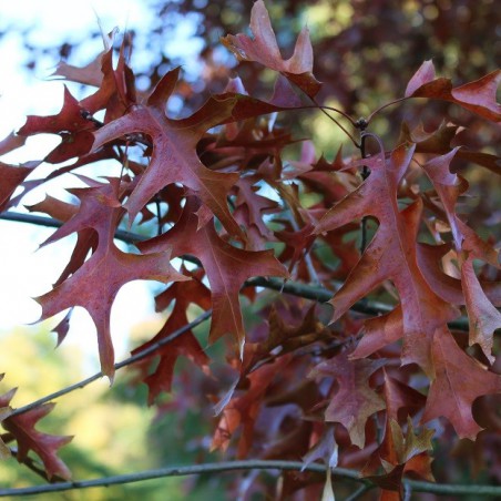 Northern pin oak - Hill's Oak - Quercus Ellipsoidalis