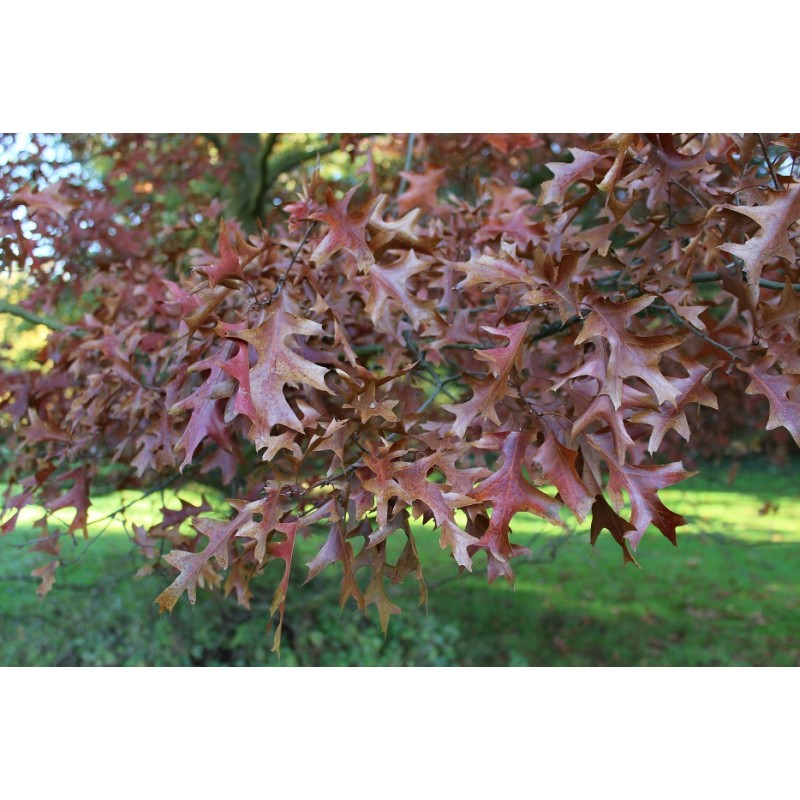 Northern pin oak - Hill's Oak - Quercus Ellipsoidalis