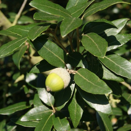 Steeneik - Quercus ilex