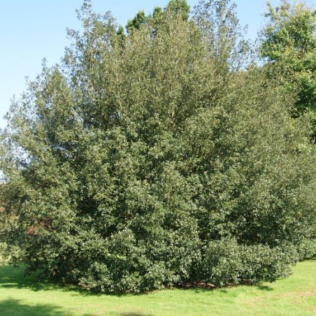 Steeneik - Quercus ilex