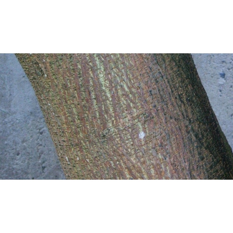 Paper Mulberry - Broussonetia Papyrifera