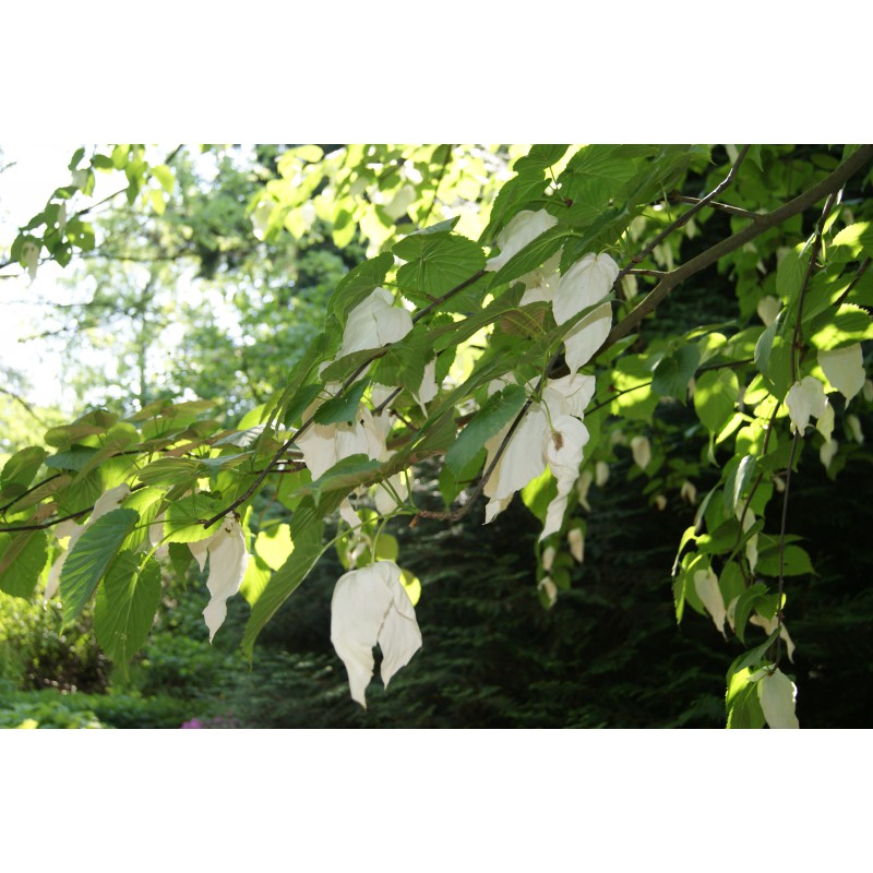 Dove-tree - Davidia Involucrata