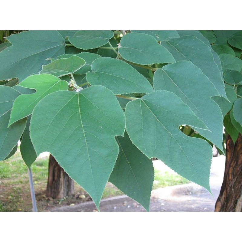 Paper Mulberry - Broussonetia Papyrifera