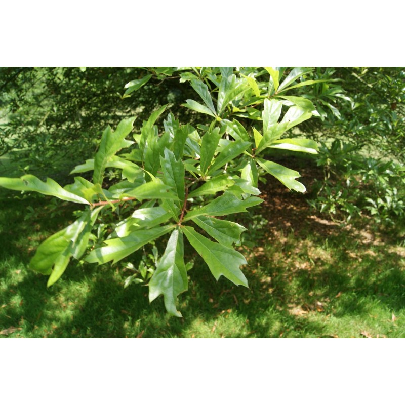 Chêne noir - Chêne d'eau - Chêne aquatique - Quercus Nigra