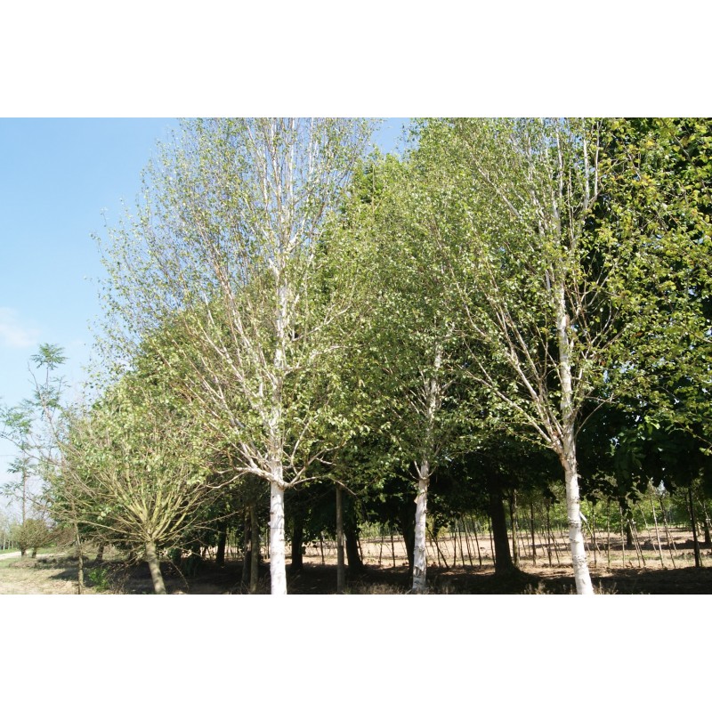 Himalayan Birch - Betula Utilis Jacquemontii