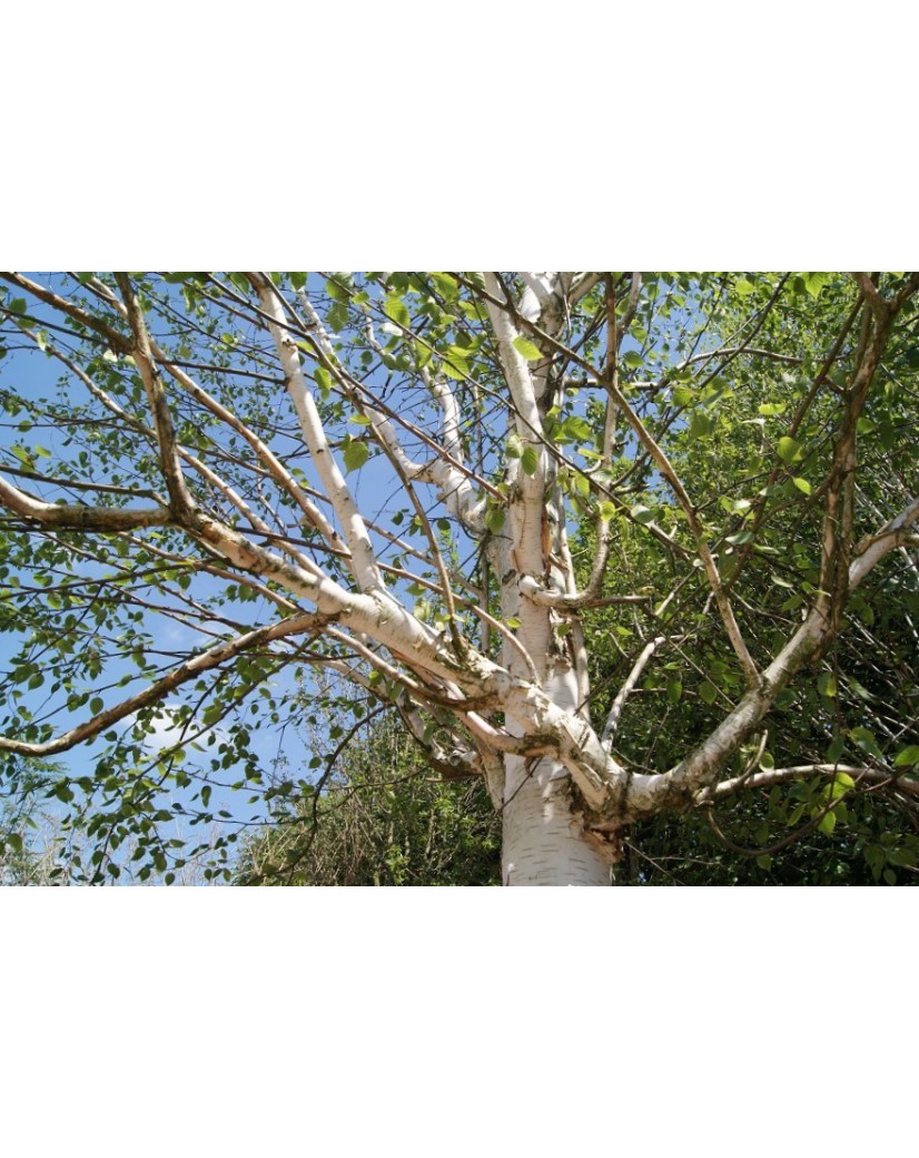 Himalayan Birch - Betula Utilis Jacquemontii