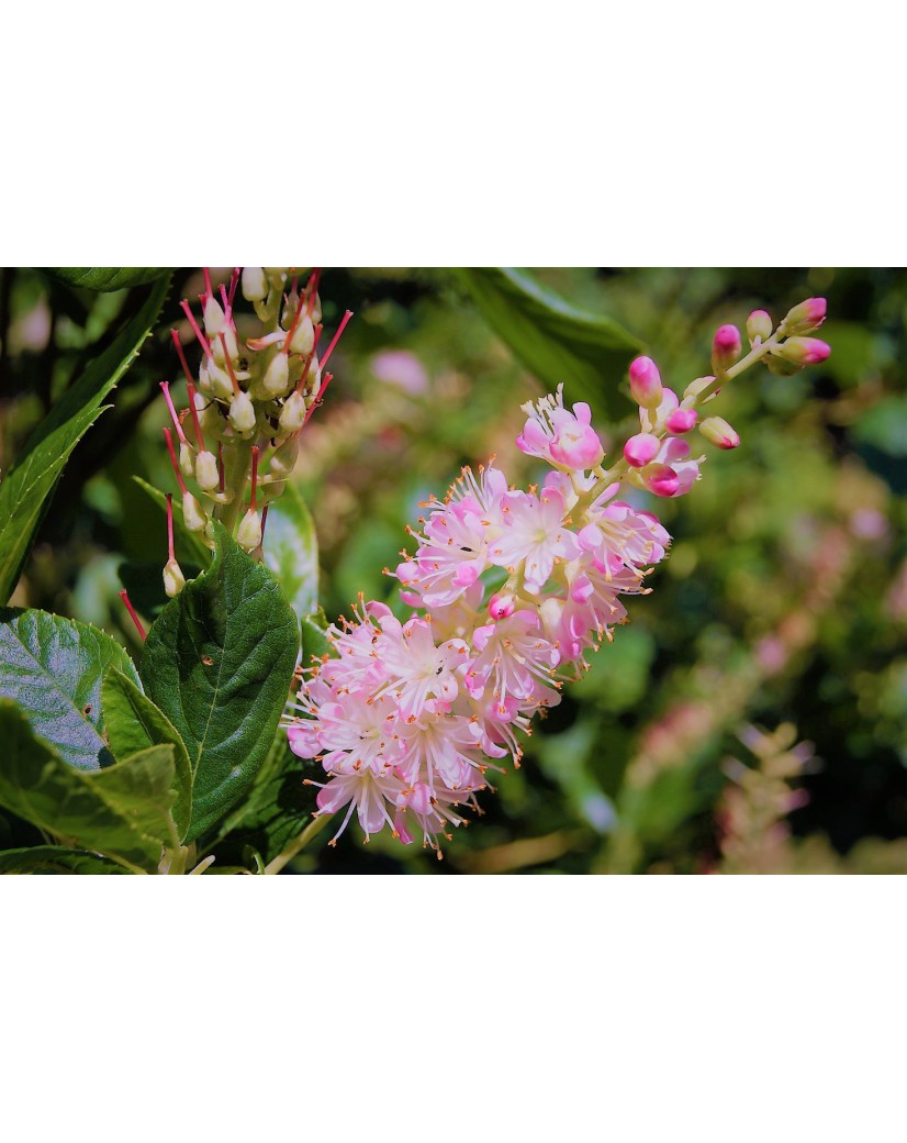 Sweet pepperbush Ruby Spice - Clethra alnifolia Ruby Spice