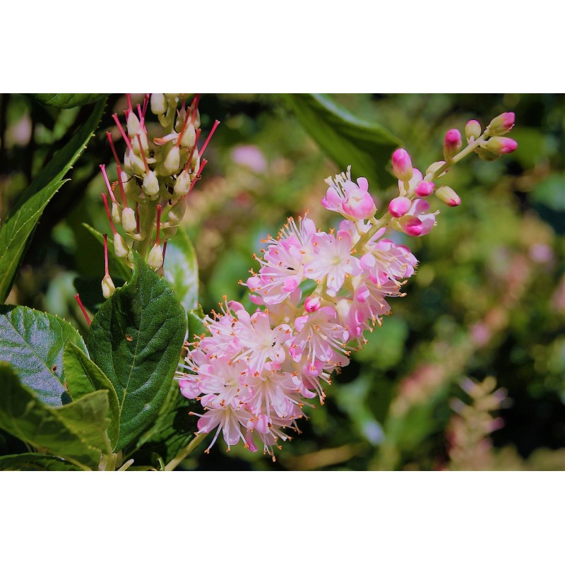 Sweet pepperbush Ruby Spice - Clethra alnifolia Ruby Spice