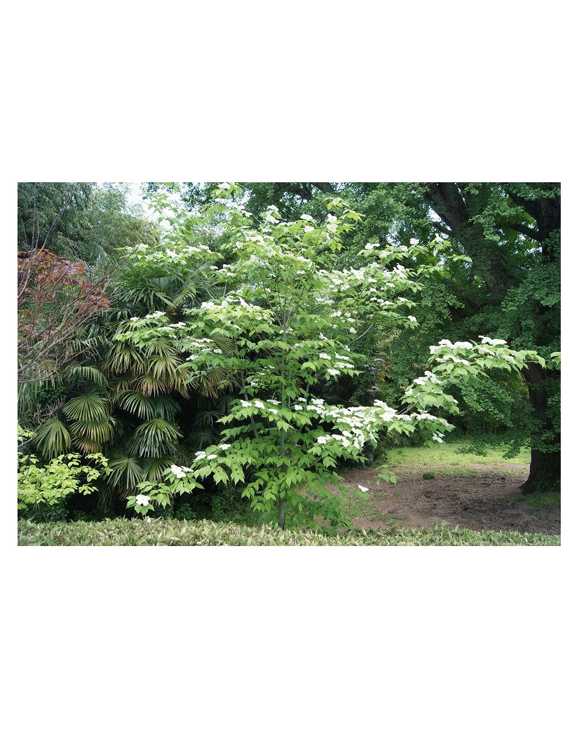 Flowering Chinese Dogwood - Cornus Kousa Chinensis