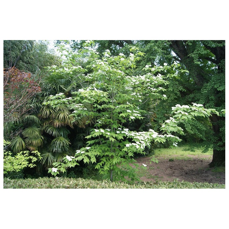 Flowering Chinese Dogwood - Cornus Kousa Chinensis
