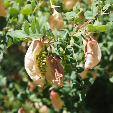 Bladder-senna - Colutea Arboresens