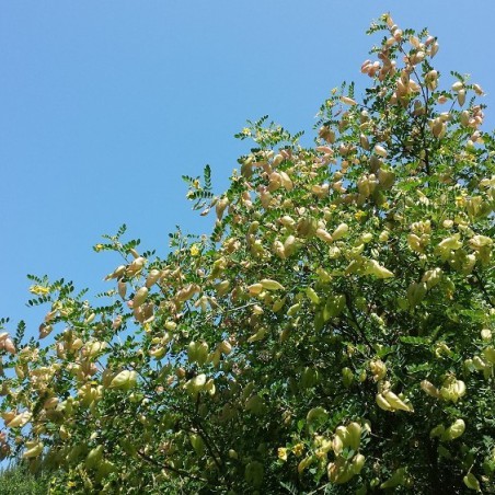 Bladder-senna - Colutea Arboresens